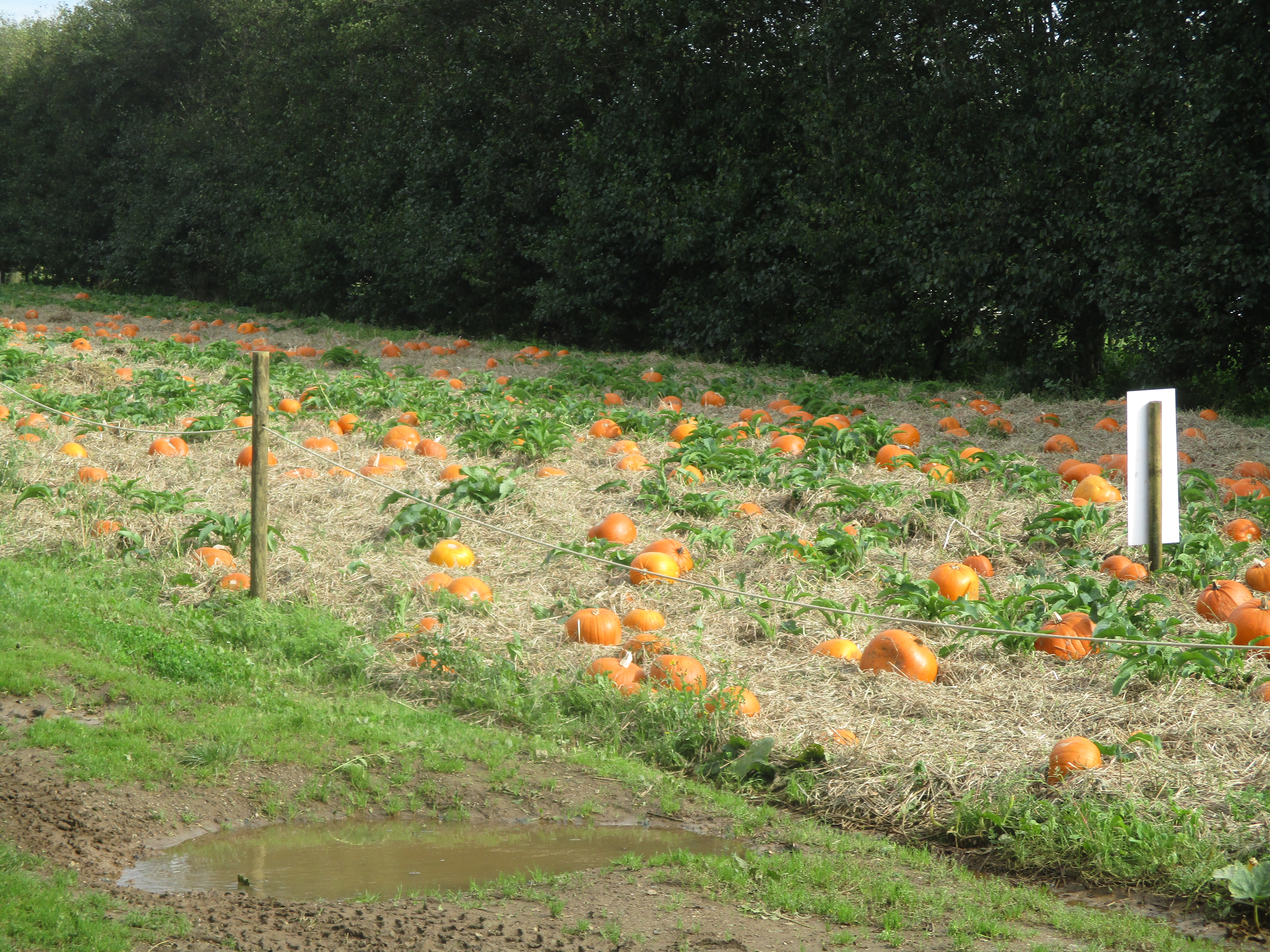 Year 1 Trevaskis Farm - Threemilestone Primary School