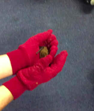 EYFS bat visit! - Threemilestone Primary School