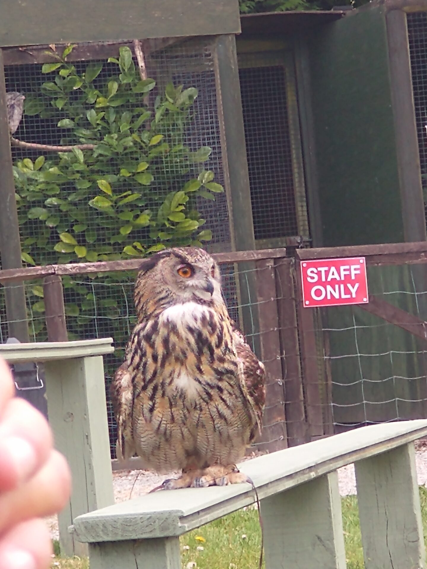 Year 1 - Screech Owl Sanctuary - Threemilestone Primary School